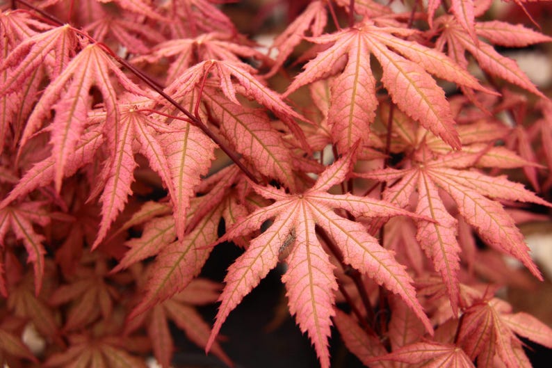 Acer Palmatum 'nebula' Japanese Maple | Rare Reticulated Acer | Pink ...