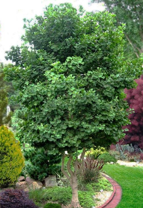 Ginkgo Biloba 'jade Butterflies' | Broad Upright Ginkgo Tree- 6 ...