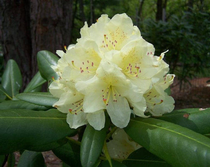 Rhododendron Capistrano - Yellow Blooms - Will Grow to Four Feet - #2 ...