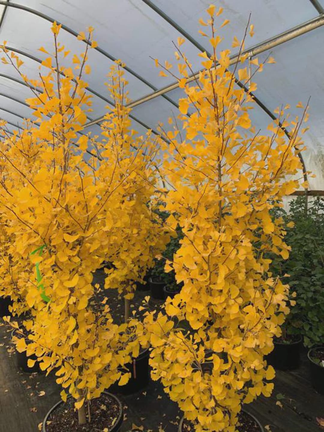Ginkgo Biloba 'grindstone' Columnar Ginkgo Tree- Rare Variety of Ginkgo ...