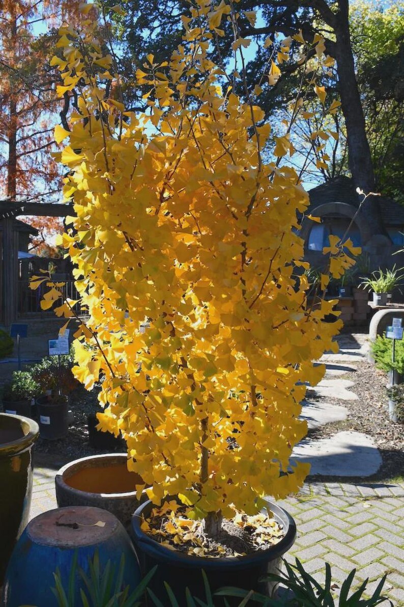 Ginkgo Biloba 'green Pagoda' Dwarf Compact Upright Male Ginkgo Tree- 6 ...