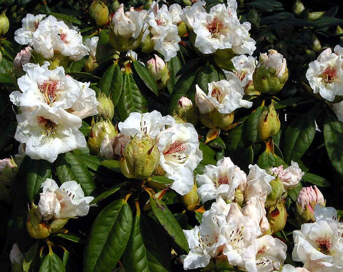 Rhododendron Capistrano Yellow Blooms Will Grow to Four Feet 2 ...