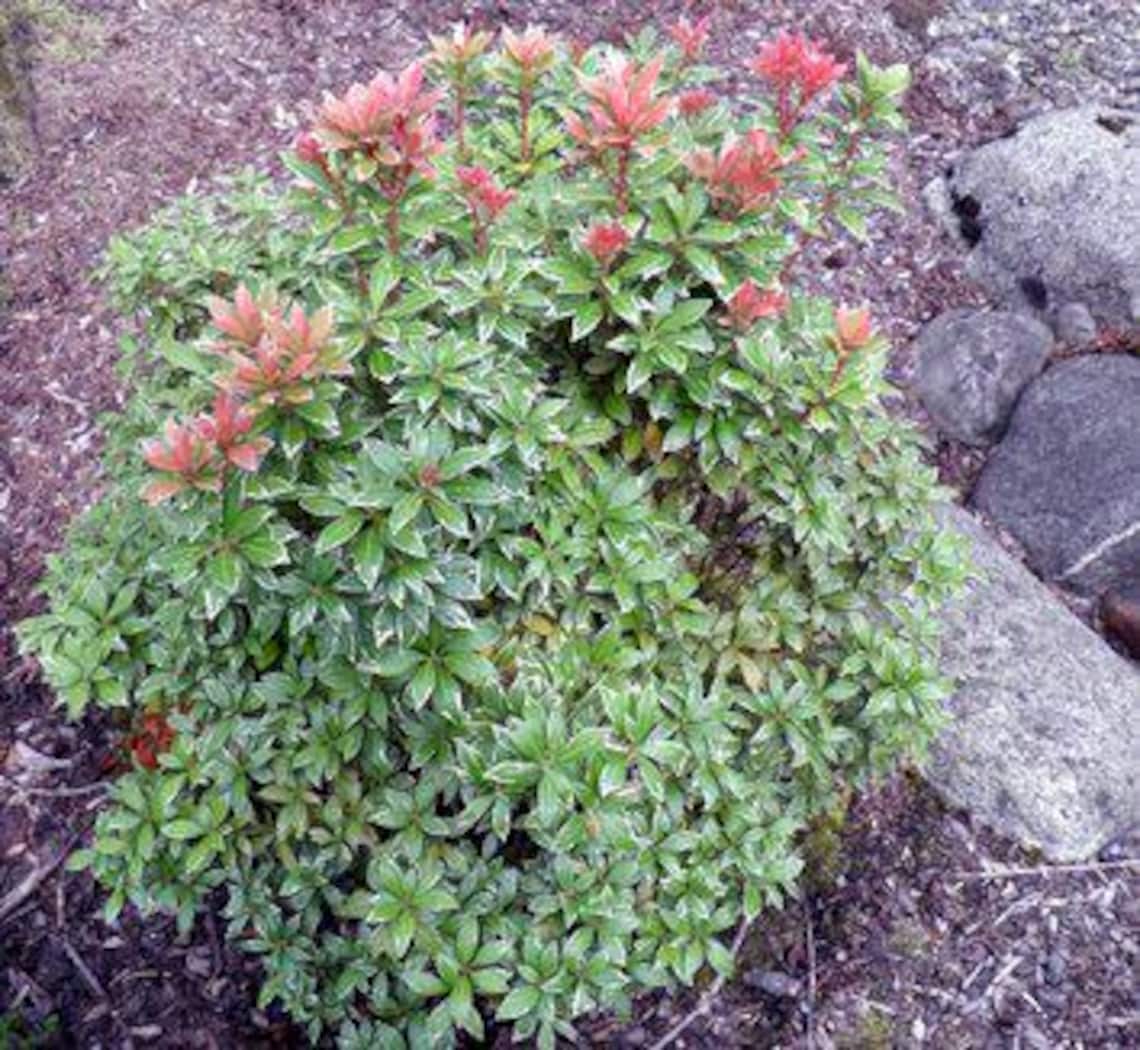 Pieris J 'spring Snow'- Evergreen Flowering Shrub- Grown in #1 ...