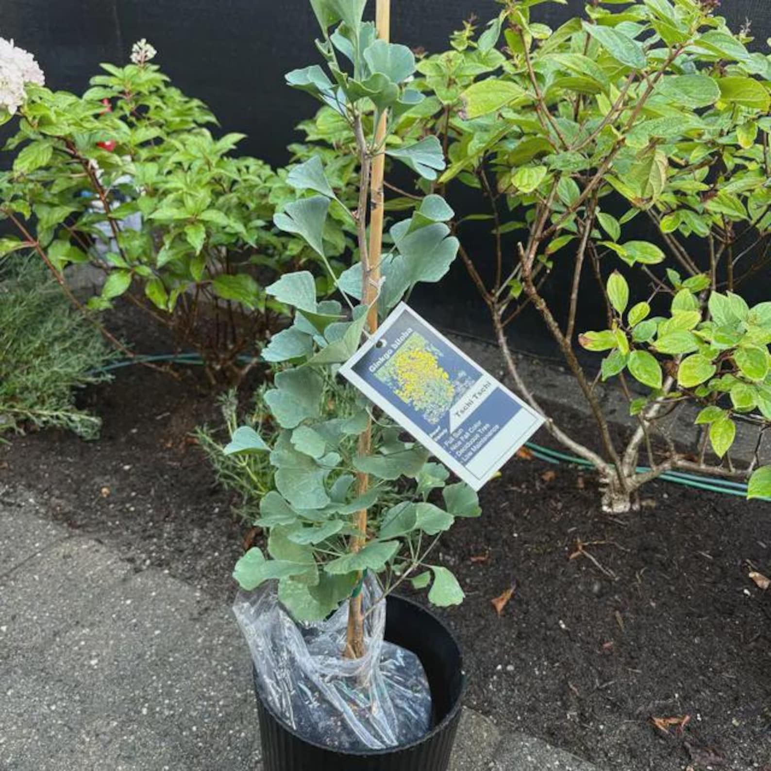 Tschi Tschi Ginkgo Tree – Rare Upright Male Variety | Unique Bark With ...