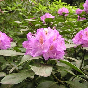 Rhododendron Minnetonka Stunning Purple, White and Gold Blooms Will ...