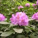 Rhododendron Minnetonka Stunning Purple, White and Gold Blooms Will ...