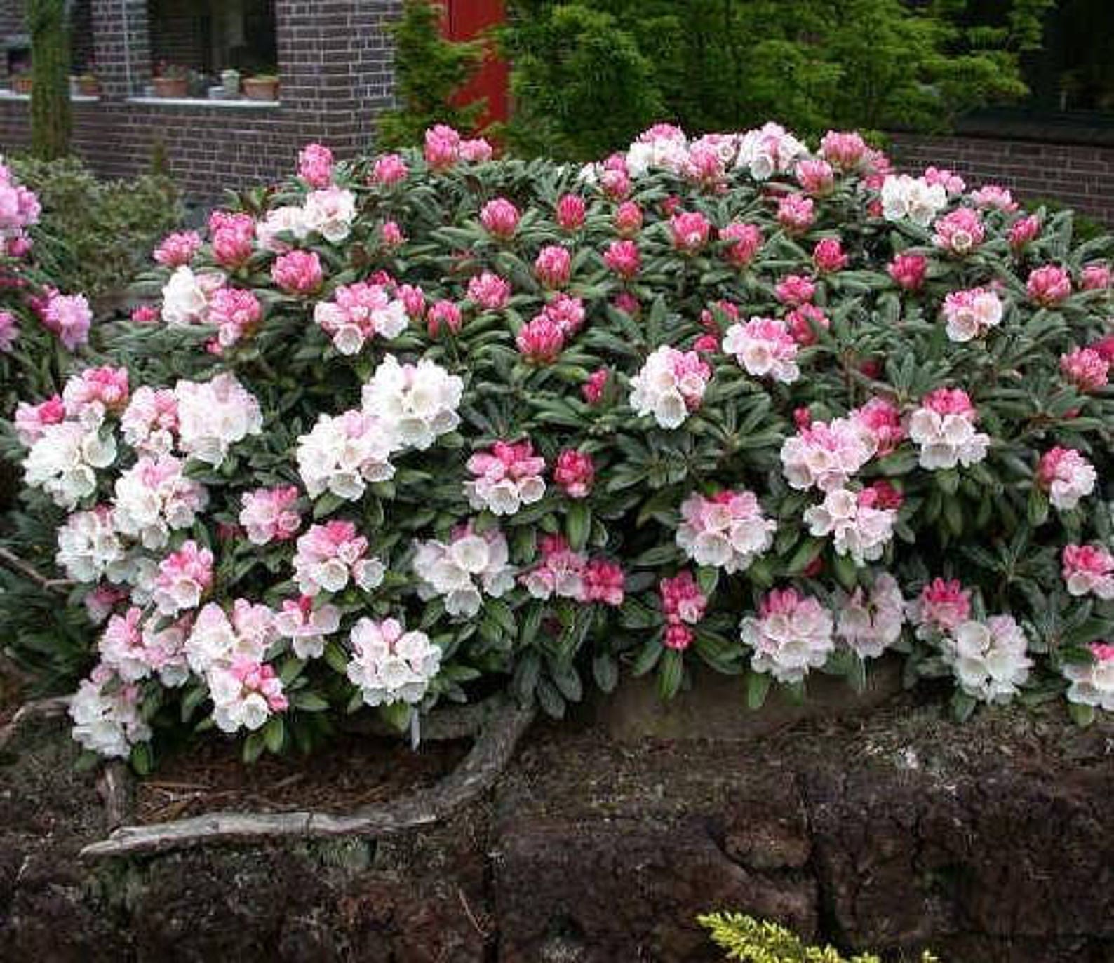 Rhododendron Yaku Princess - White Blooms - Will Grow to Three Feet ...