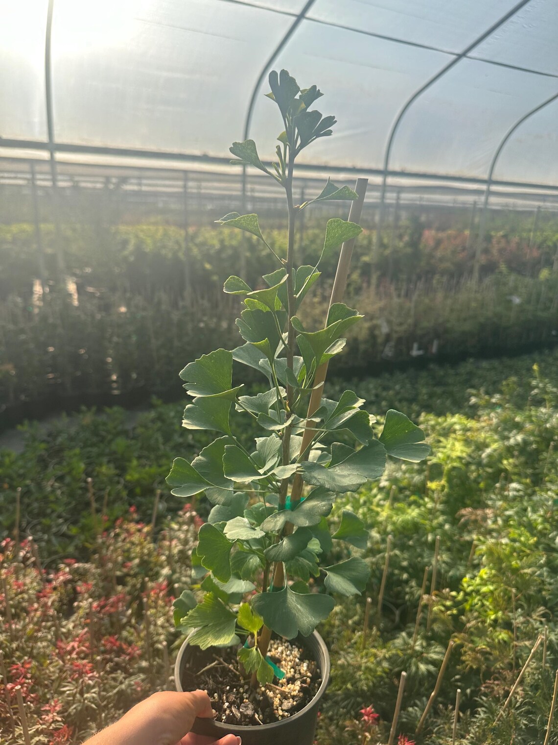 Tschi Tschi Ginkgo Tree – Rare Upright Male Variety | Unique Bark With ...