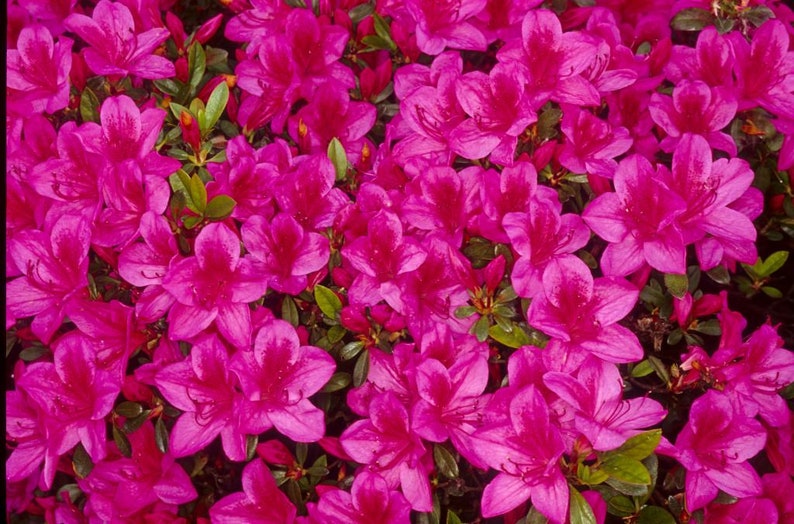 Azalea 'glamour' #3 12"-15" Wide Container Grown Plant - Etsy