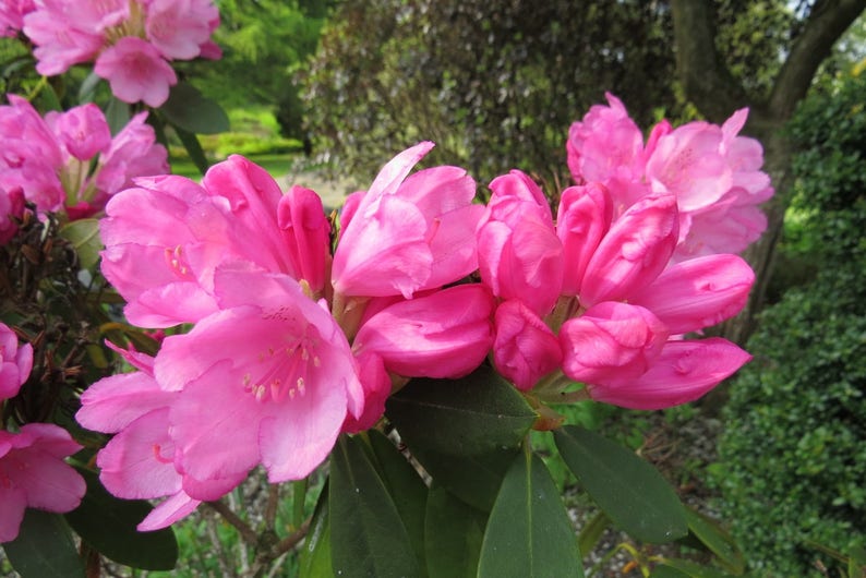 Rhododendron Queen Alice - Bright Pink Blooms - Hardy to -10 F Degrees ...