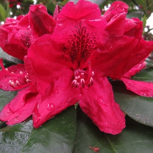Rhododendron Lord Roberts - Red Blooms With Dark Red Blotch - Hardy to ...
