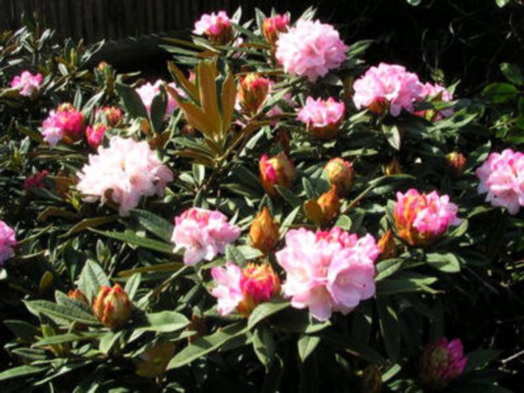 Rhododendron Yaku Sunrise - Pink and White Blooms - Will Grow to Three ...