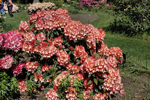 Rhododendron Fire Rim Orange Blooms Hardy to 5 F Degrees - Etsy