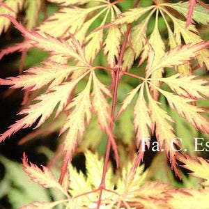 Acer Palmatum Dissectum ‘spring Delight’ – Weeping Japanese Maple Tree ...