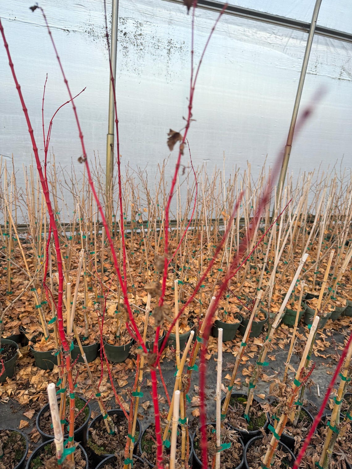 Winter Flame Japanese Maple Tree (acer Palmatum 'winter Flame') – Dwarf ...