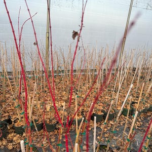 Winter Flame Japanese Maple Tree (acer Palmatum 'winter Flame') – Dwarf ...