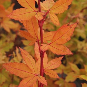 Winter Flame Japanese Maple Tree (acer Palmatum 'winter Flame') – Dwarf ...