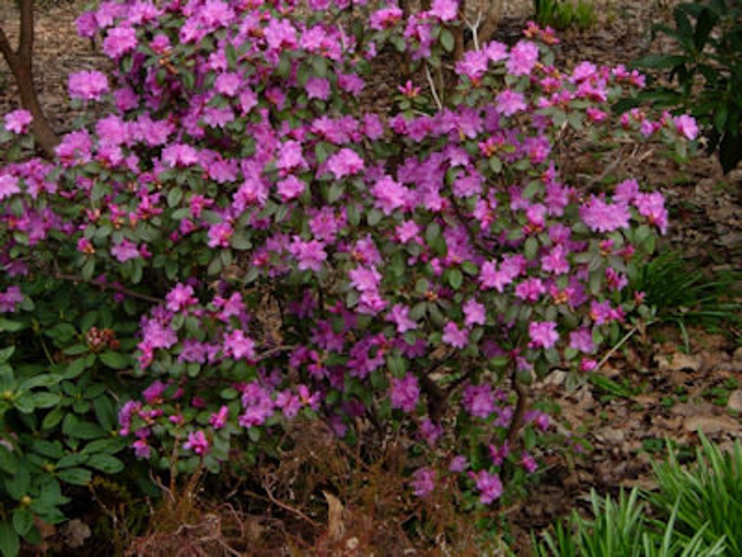 Rhododendron PJM Regal - Small Light Purple Blooms - Will Grow to Five ...