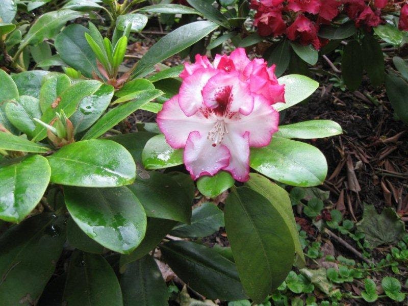 Rhododendron Cherry Cheesecake White BloomsRimmed in Red | Etsy