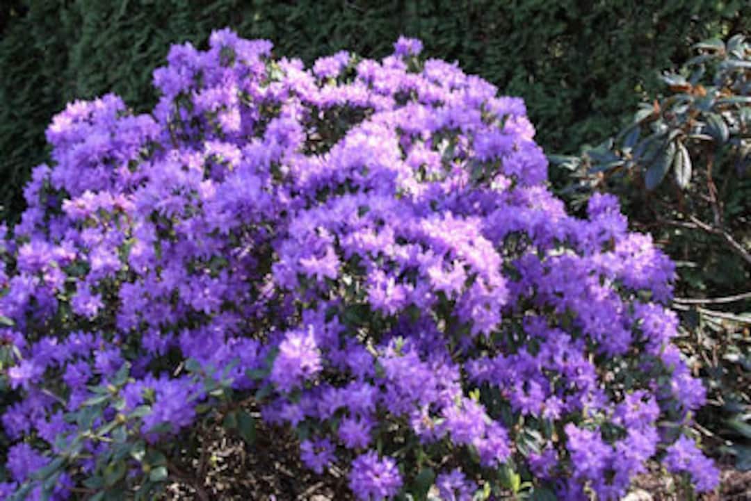 Rhododendron Blue Diamond - Small Purple (blueish) Blooms - Hardy to -5 ...