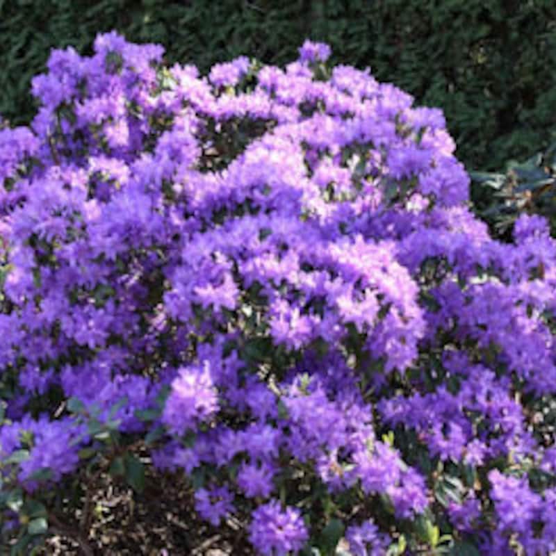 Dwarf Rhododendrons - Etsy