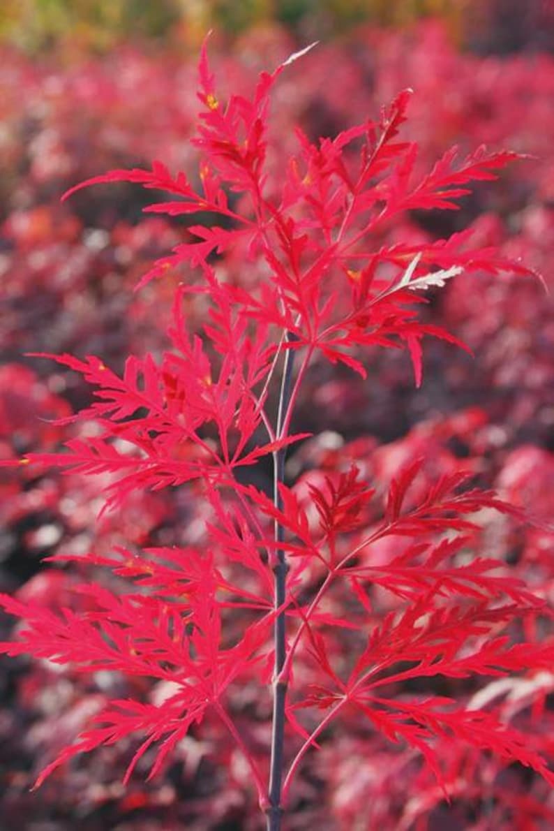 Red Dragon Japanese Maple Tree (acer Palmatum Dissectum 'red Dragon ...
