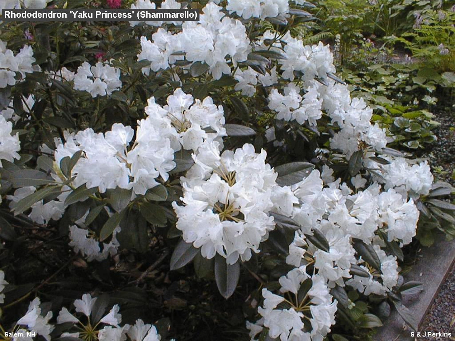 Rhododendron Yaku Princess - White Blooms - Will Grow to Three Feet ...
