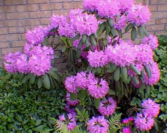 Rhododendron English Roseum Purple Blooms Fast Growing Will Grow to ...
