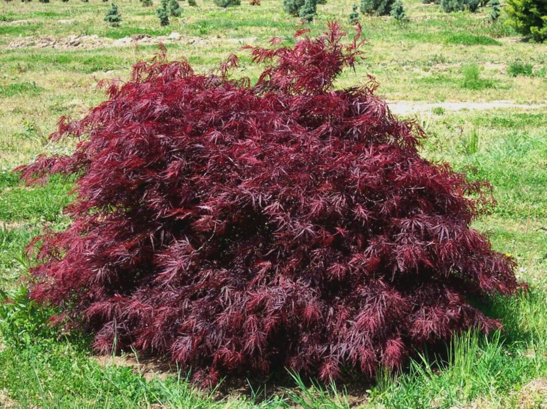 Red Dragon Japanese Maple Tree (acer Palmatum Dissectum 'red Dragon ...