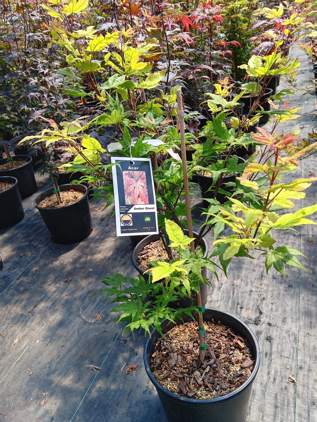 Acer Palmatum 'amber Ghost' Japanese Maple 3 Pot Grown Zone 5-9 - Etsy