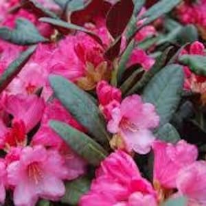 Rhododendron Wine and Roses - Pink Blooms W/ Wine Colored Under Leaves ...