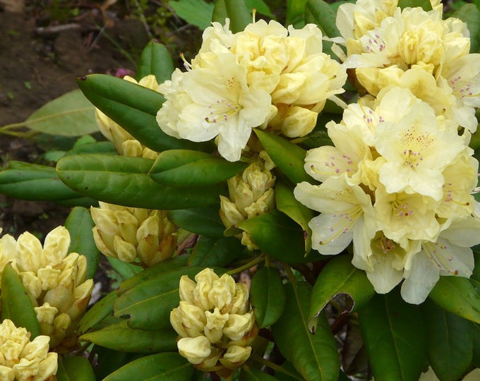 Rhododendron Capistrano - Great Yellow Blooms, Super Hardy to -15 F ...