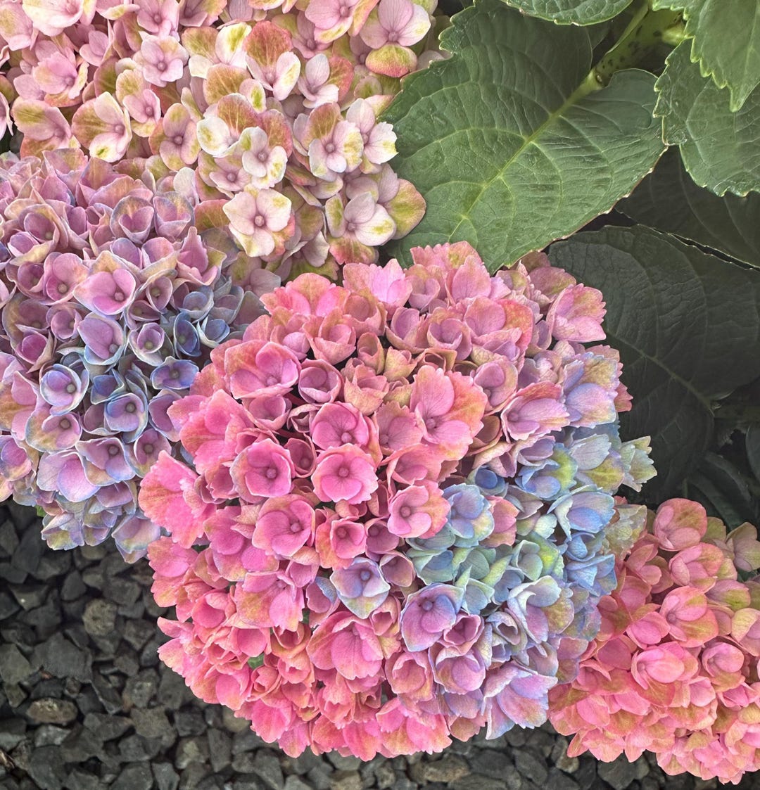 Hydrangea M ‘magical Revolution’ #3 Zone 5-9 Beautiful and Changing - Etsy