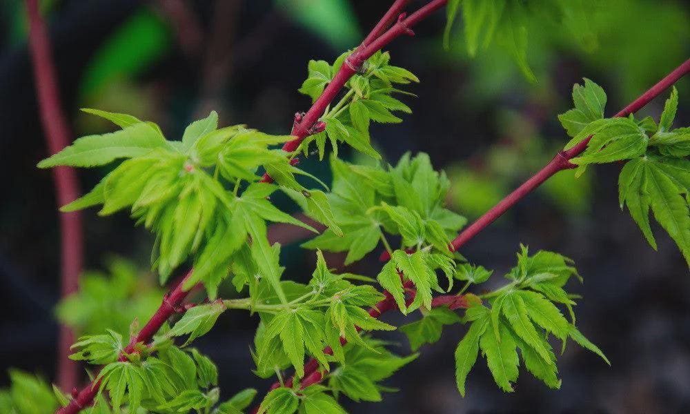 Winter Flame Japanese Maple Tree (acer Palmatum 'winter Flame') – Dwarf ...
