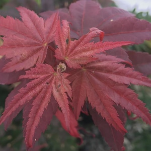 Ruth's Red Japanese Maple – 1 Gallon Upright Red Acer Palmatum Tree ...