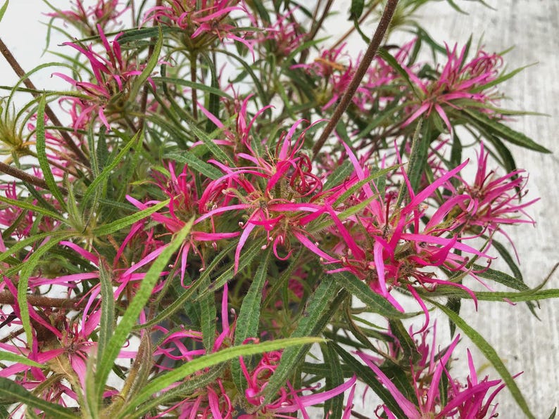 Spider Azalea (rhododendron Stenopetalum) – Rare Evergreen Shrub With ...