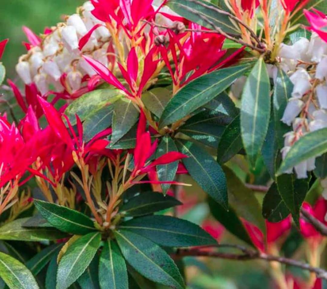 Pieris J 'mountain Fire' #1 Container Grown. Hardy to -15F 6"-12" Tall ...