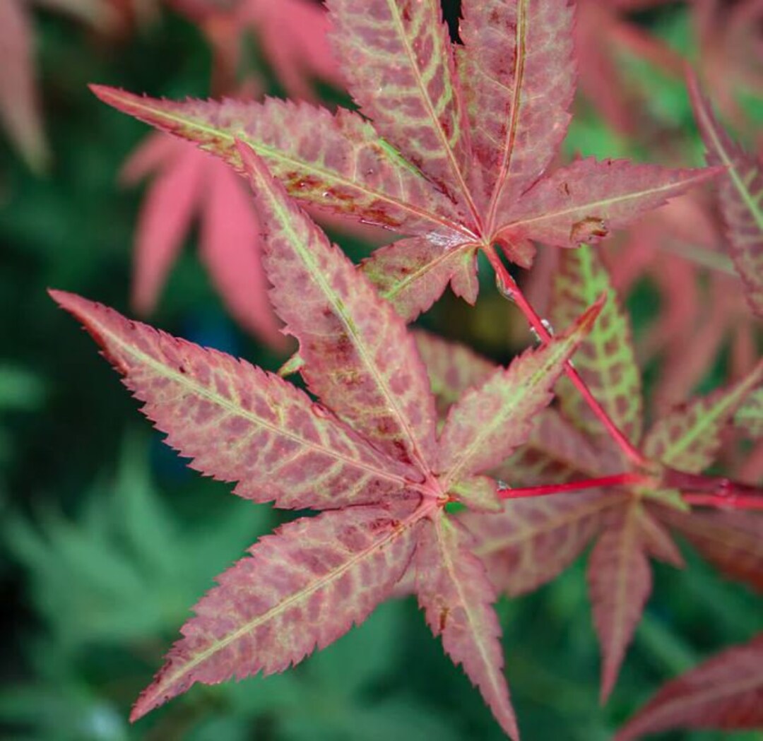 Acer Palmatum 'red Baron' Red Baron Japanese Maple Zones 5-9 Grown in a ...