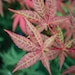 Acer Palmatum 'red Baron' Red Baron Japanese Maple Zones 5-9 Grown in a ...