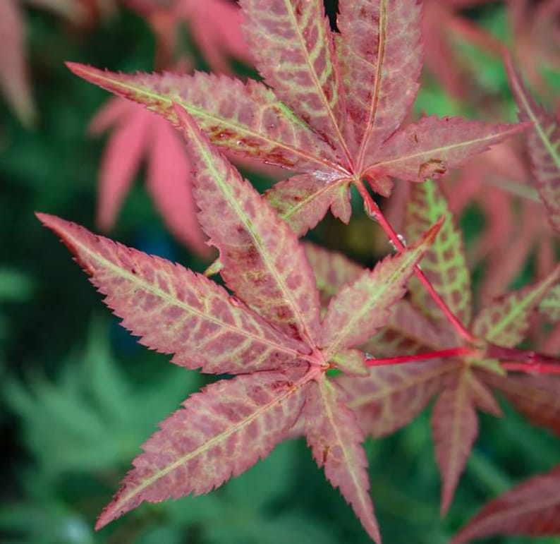 Acer Palmatum 'red Baron' Red Baron Japanese Maple Zones 5-9 Grown in a ...