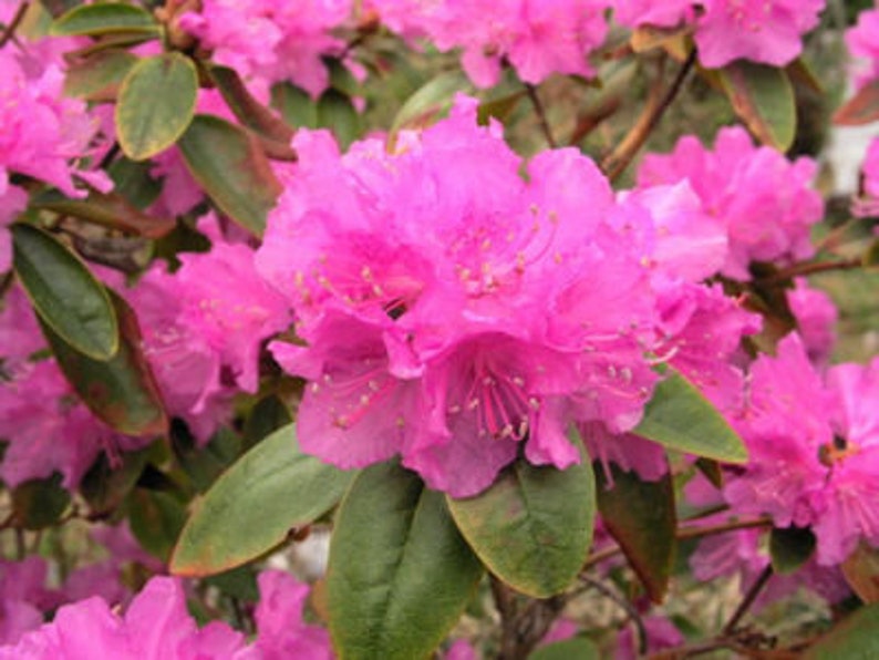 Rhododendron PJM Elite Great Pink Blooms Will Grow to Four Feet three ...