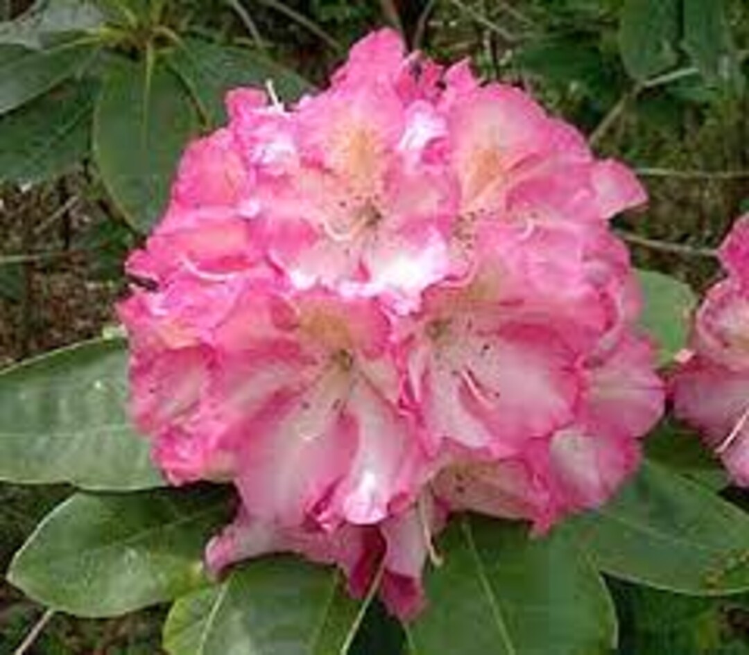 Rhododendron 'todmorden' Plant – Cold Hardy Evergreen Shrub With Large ...
