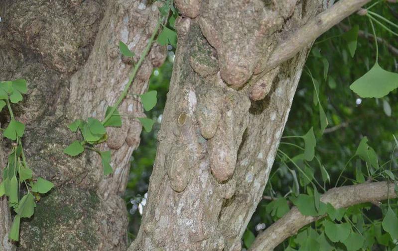 Tschi Tschi Ginkgo Tree – Rare Upright Male Variety | Unique Bark With ...