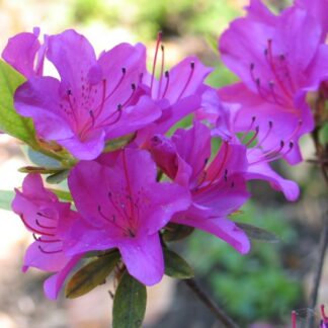 Azalea Blue Danube #3 Container Grown Plant. 12"-15" Wide. - Etsy