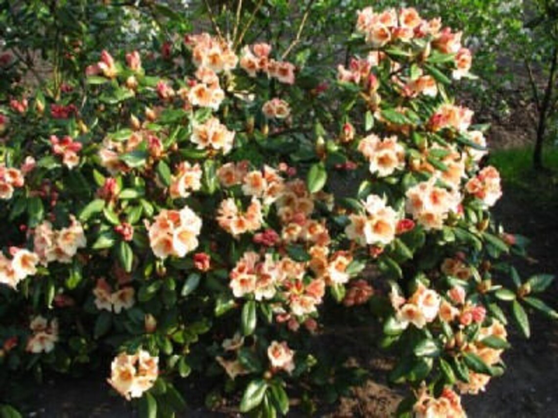 Rhododendron Viscy- Ruffled Yellow Blooms With Red Freckles- Will Grow ...