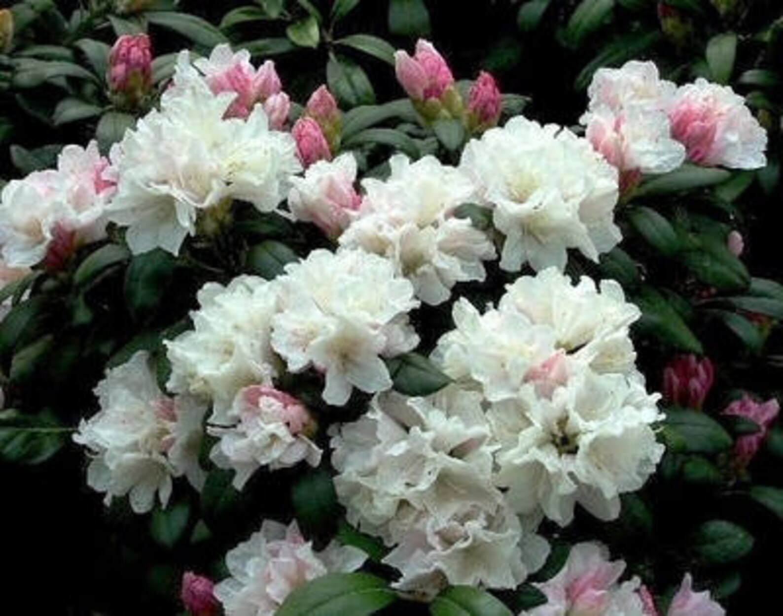 Rhododendron Yaku Princess - White Blooms - Will Grow to Three Feet ...
