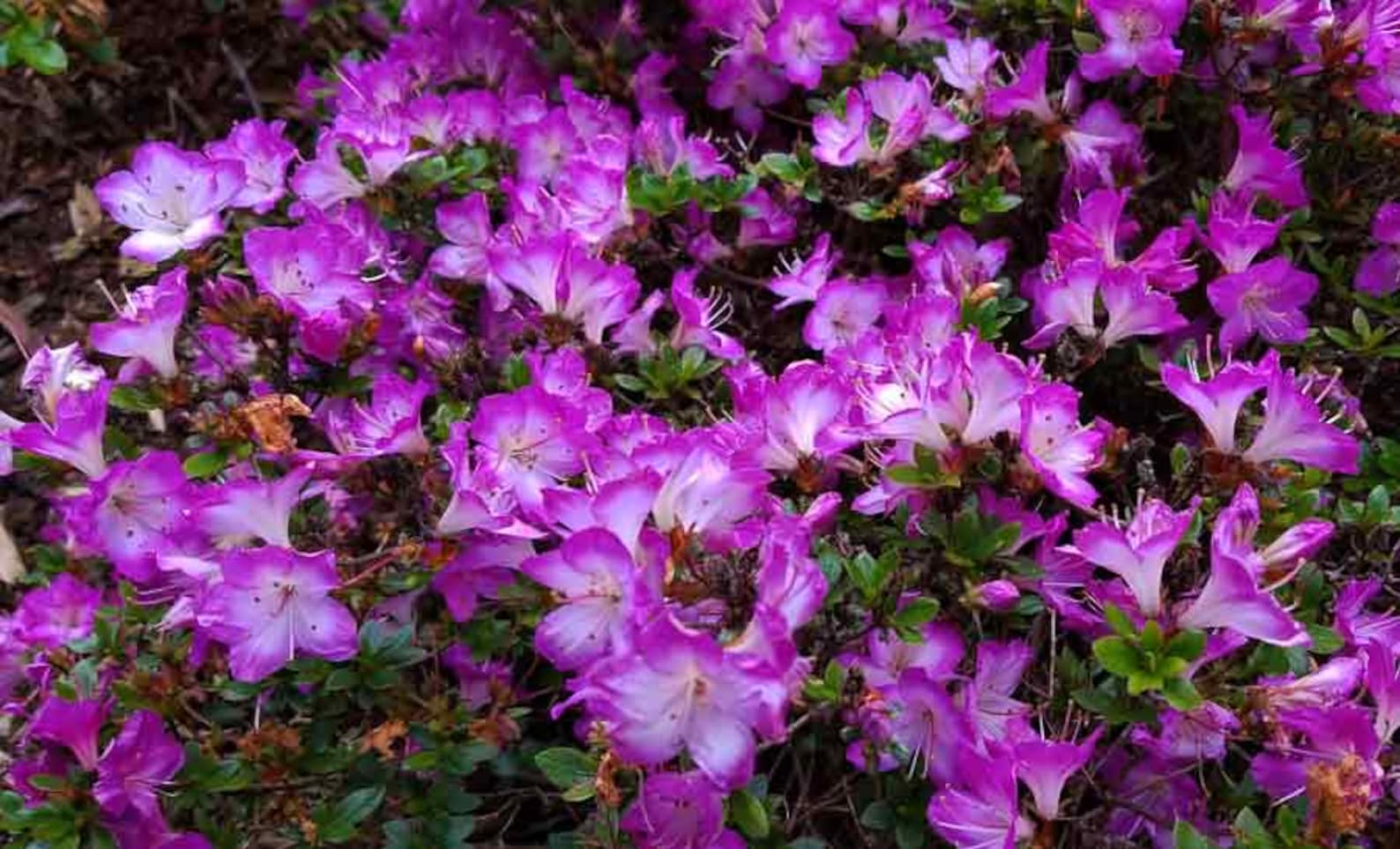 Mangetsu Evergreen Azalea (rhododendron 'mangetsu') – White Blooms With ...