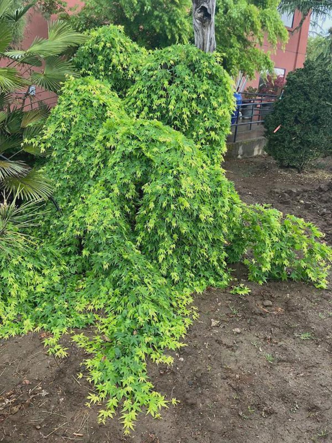 Buy Acer Palmatum 'ryu Sei'- Rare Weeping Japanese Maple- #1 Container ...