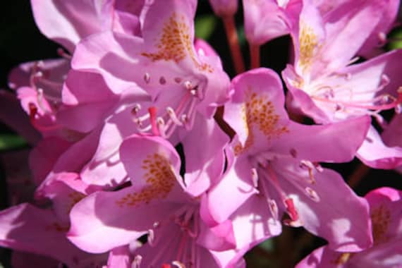 Rhododendron Maximum Roseum Dark Pink Bloom With Yellow | Etsy