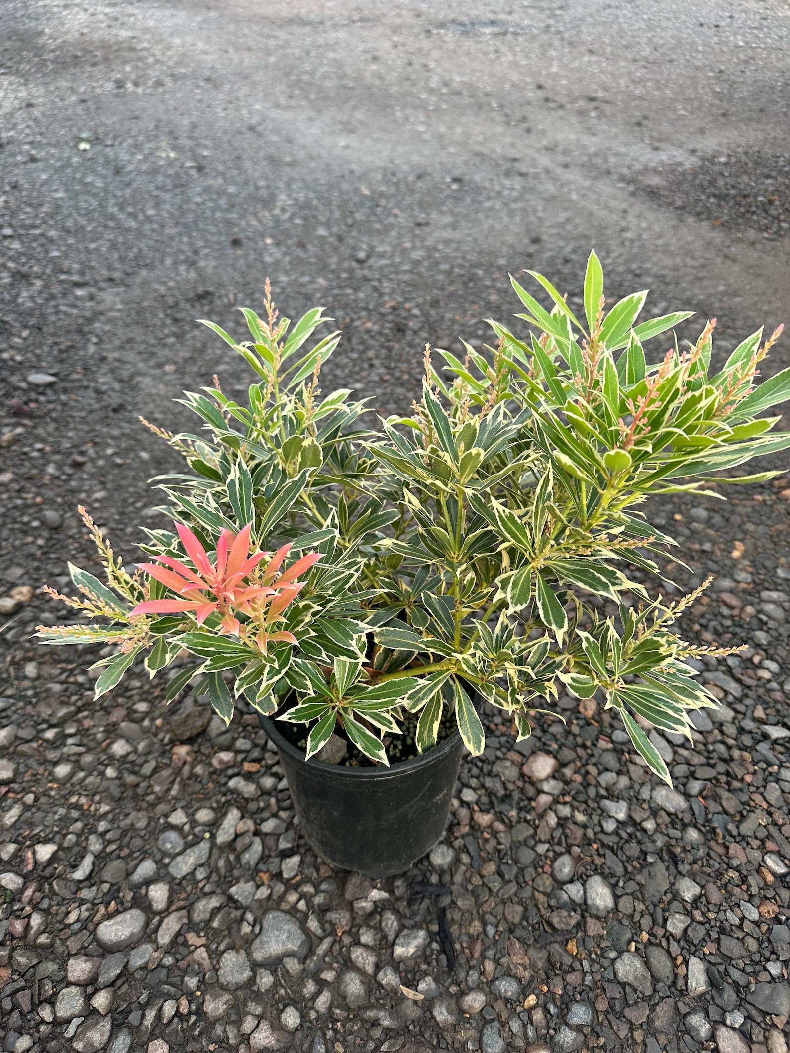 Pieris 'flaming Silver' Andromeda | Variegated Evergreen With Red ...